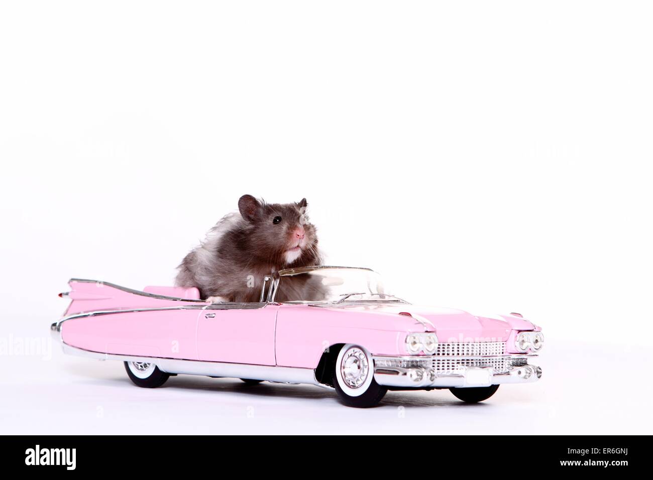 Hamsters In Auto's Hamster (rodent) Auto Feeder By SvB | Download Free