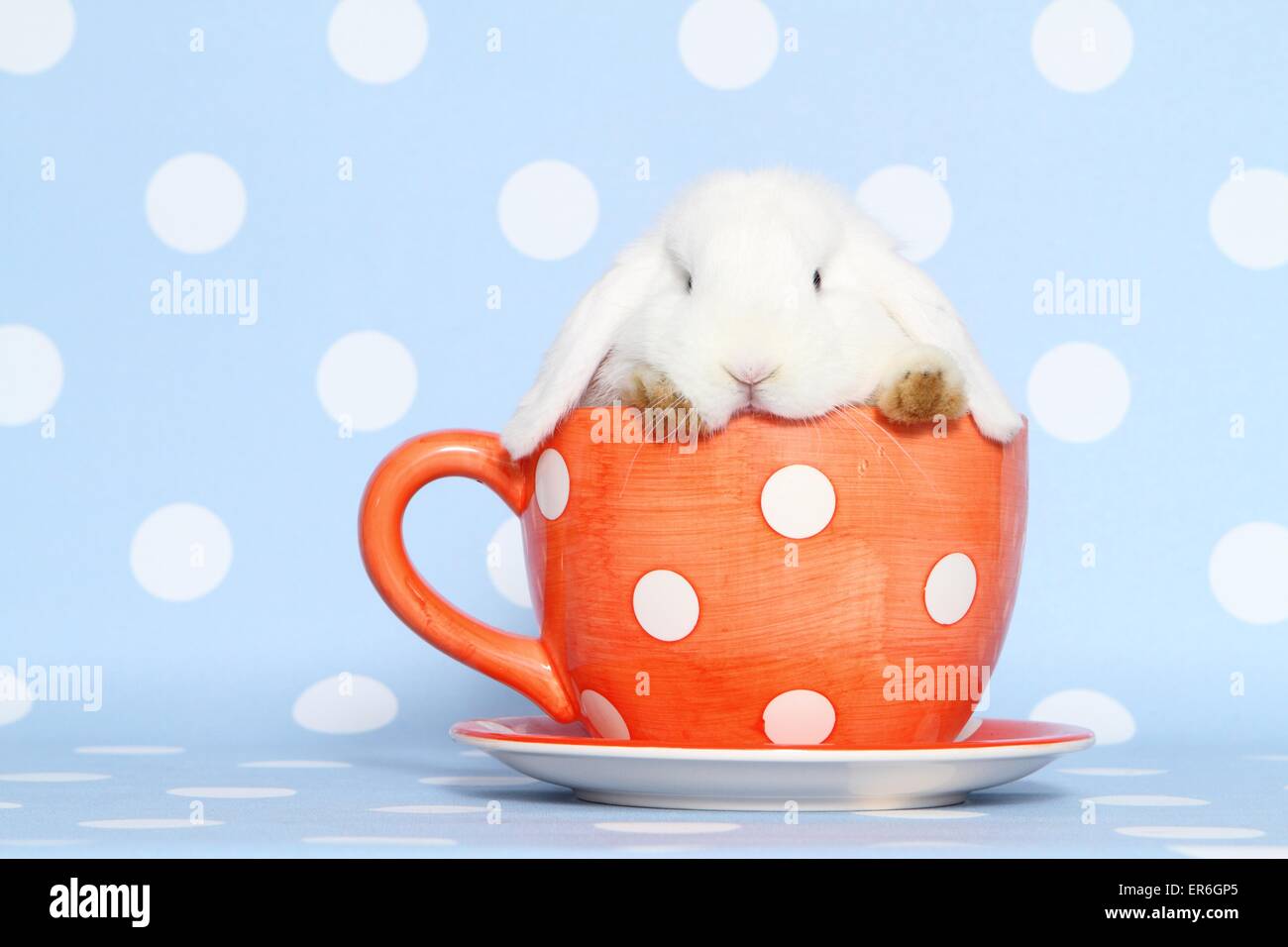 Portrait rabbit spotted hi-res stock photography and images - Alamy