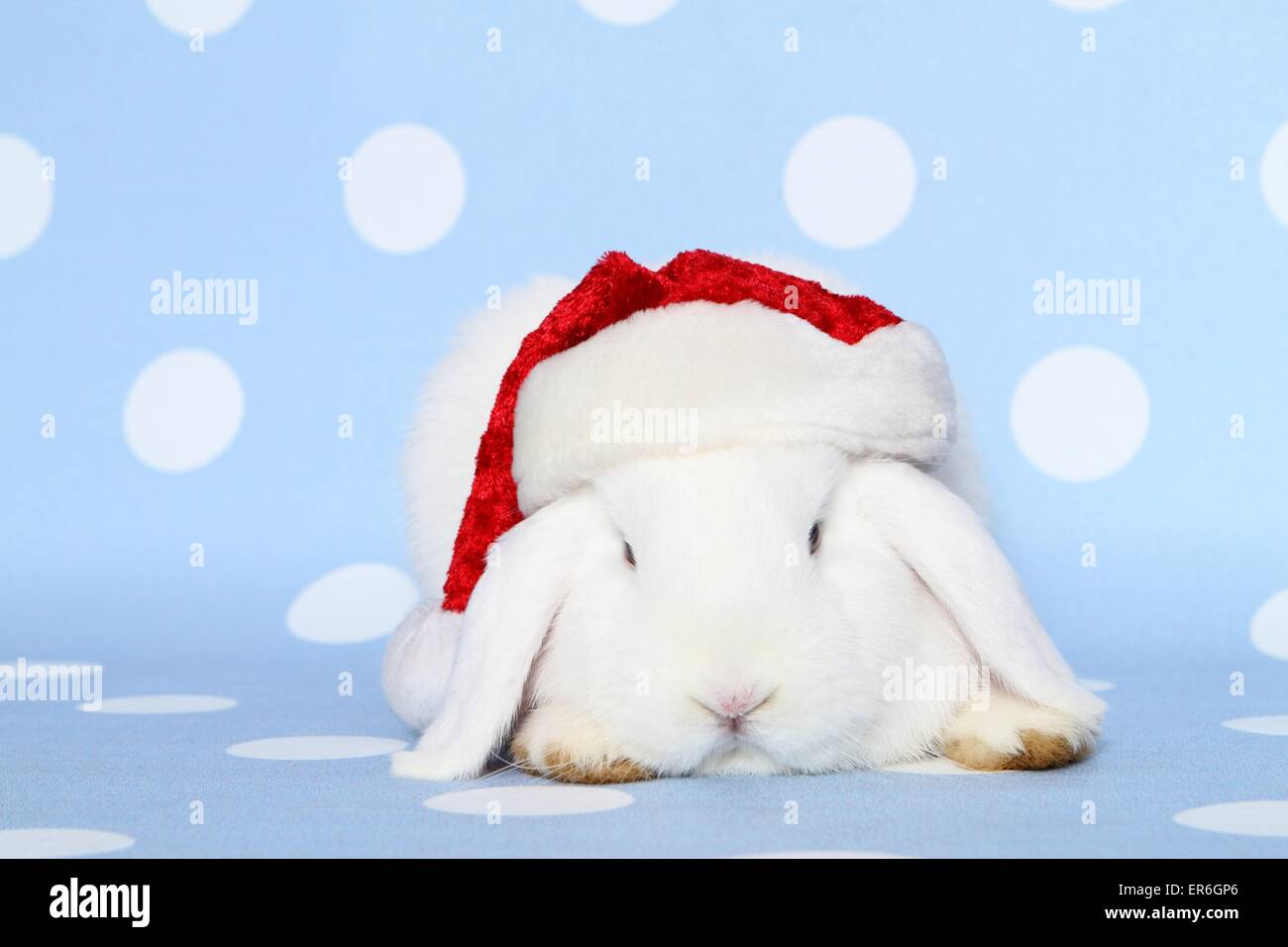 White rabbit cap hi-res stock photography and images - Alamy