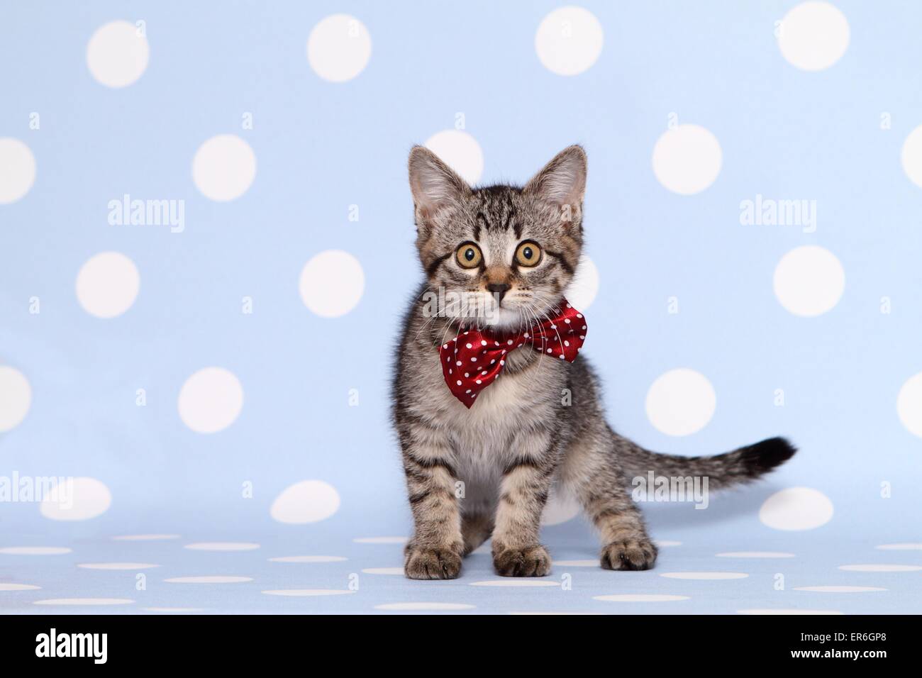 Dotted cats hi-res stock photography and images - Alamy