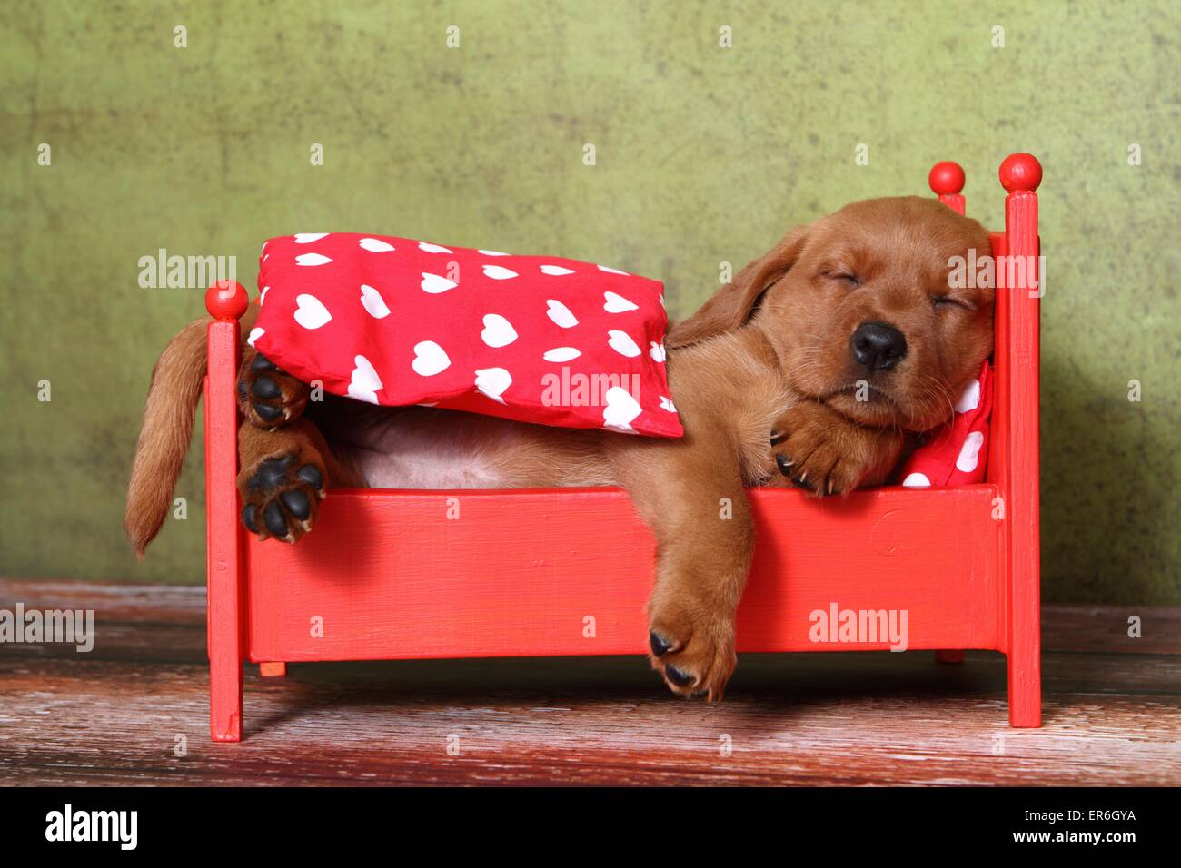 sleeping Labrador Retriever puppy Stock Photo - Alamy
