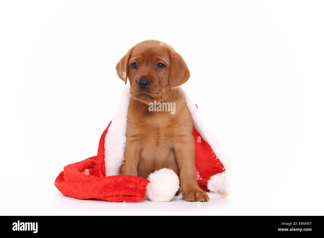 Labrador christmas hi-res stock photography and images - Alamy