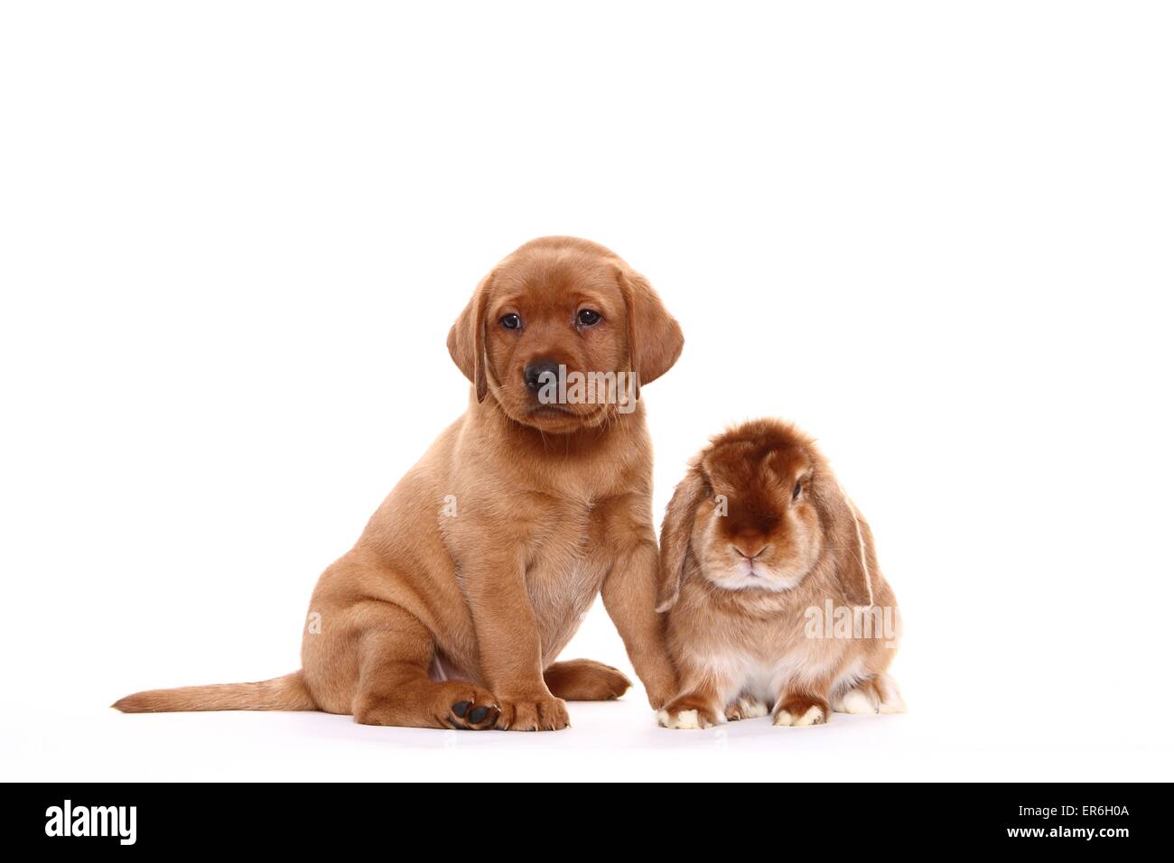 puppy and rabbit Stock Photo - Alamy