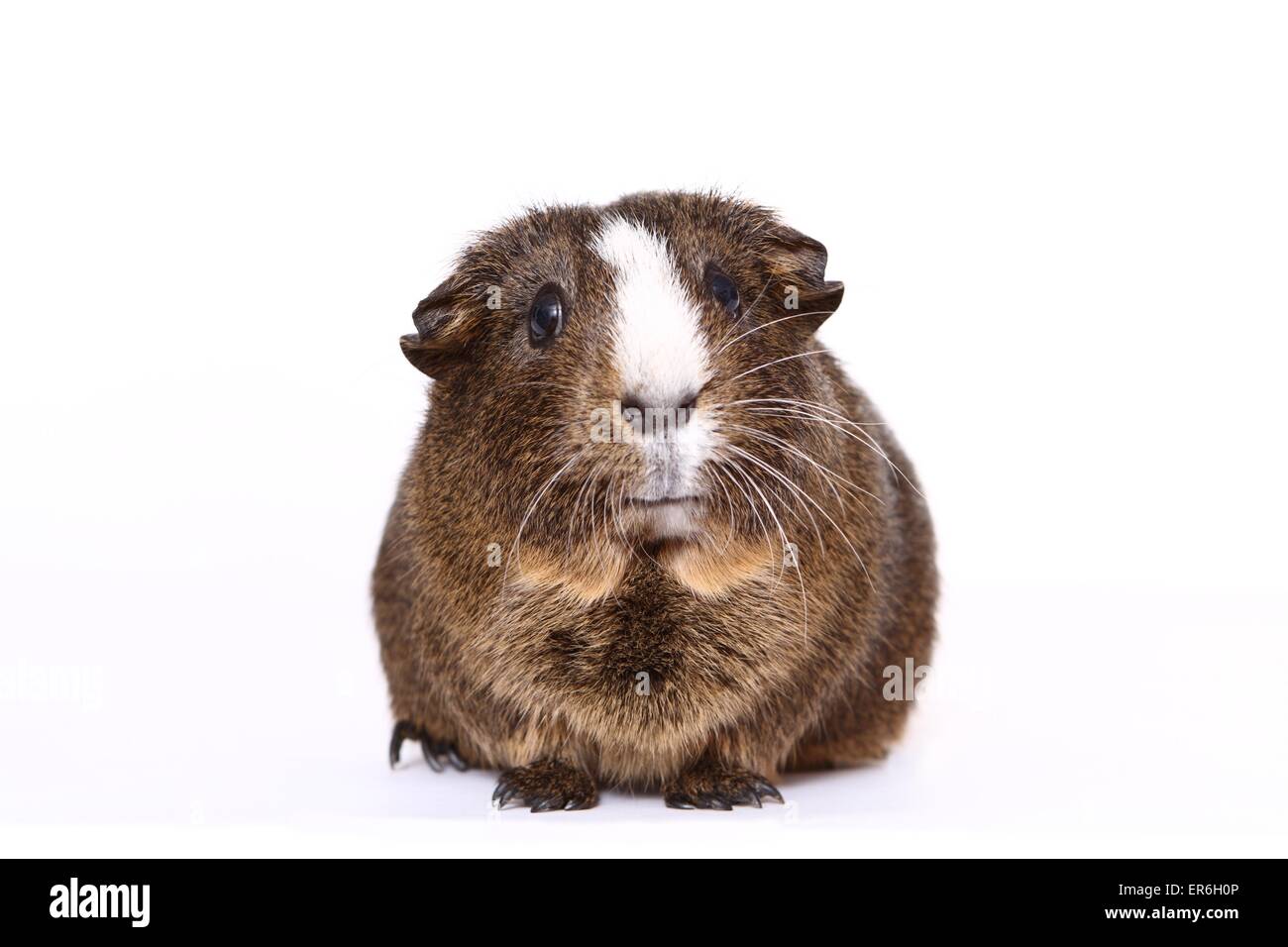 smooth-haired guinea pig Stock Photo - Alamy