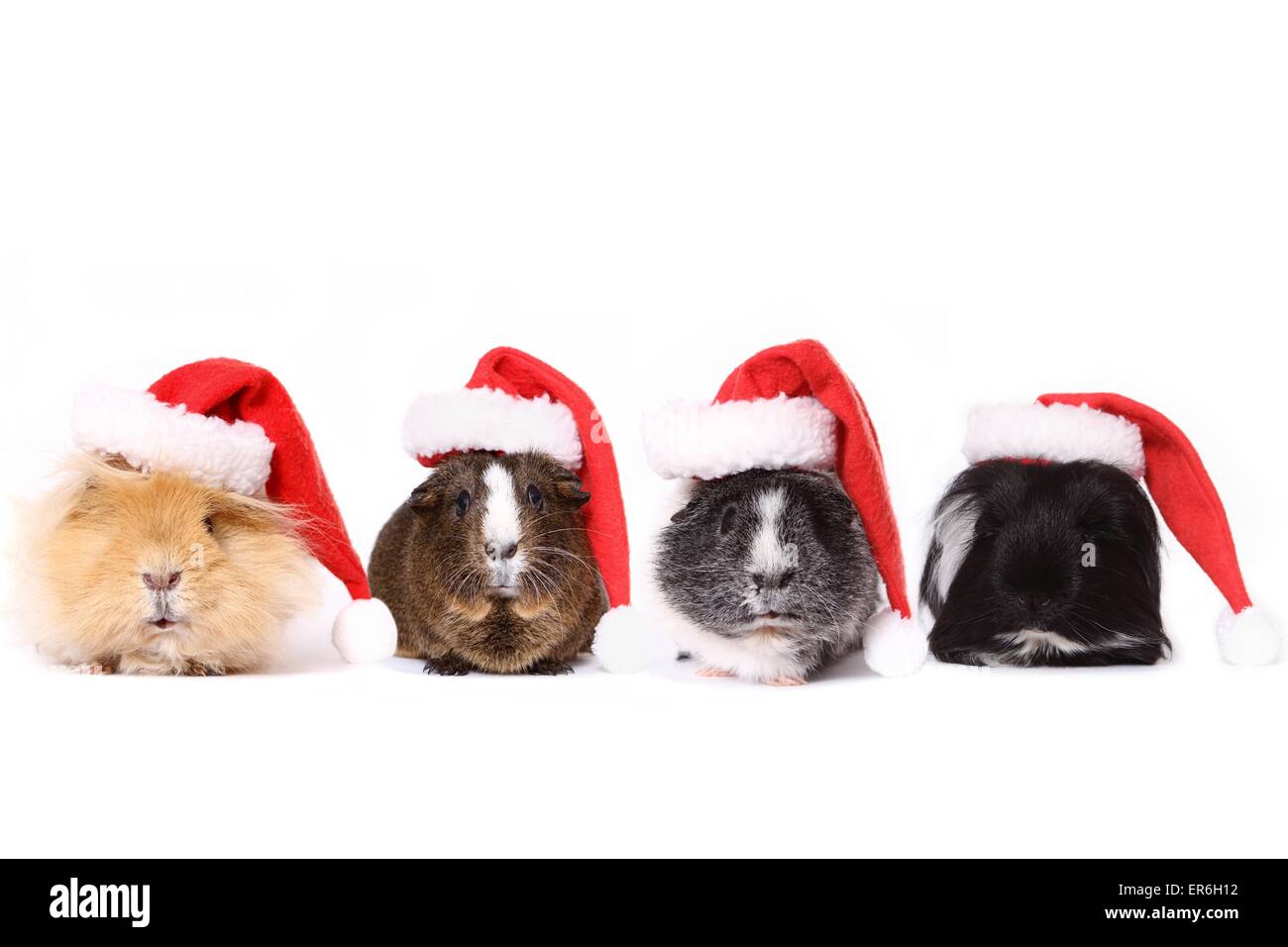 Guinea pigs group hi-res stock photography and images - Alamy