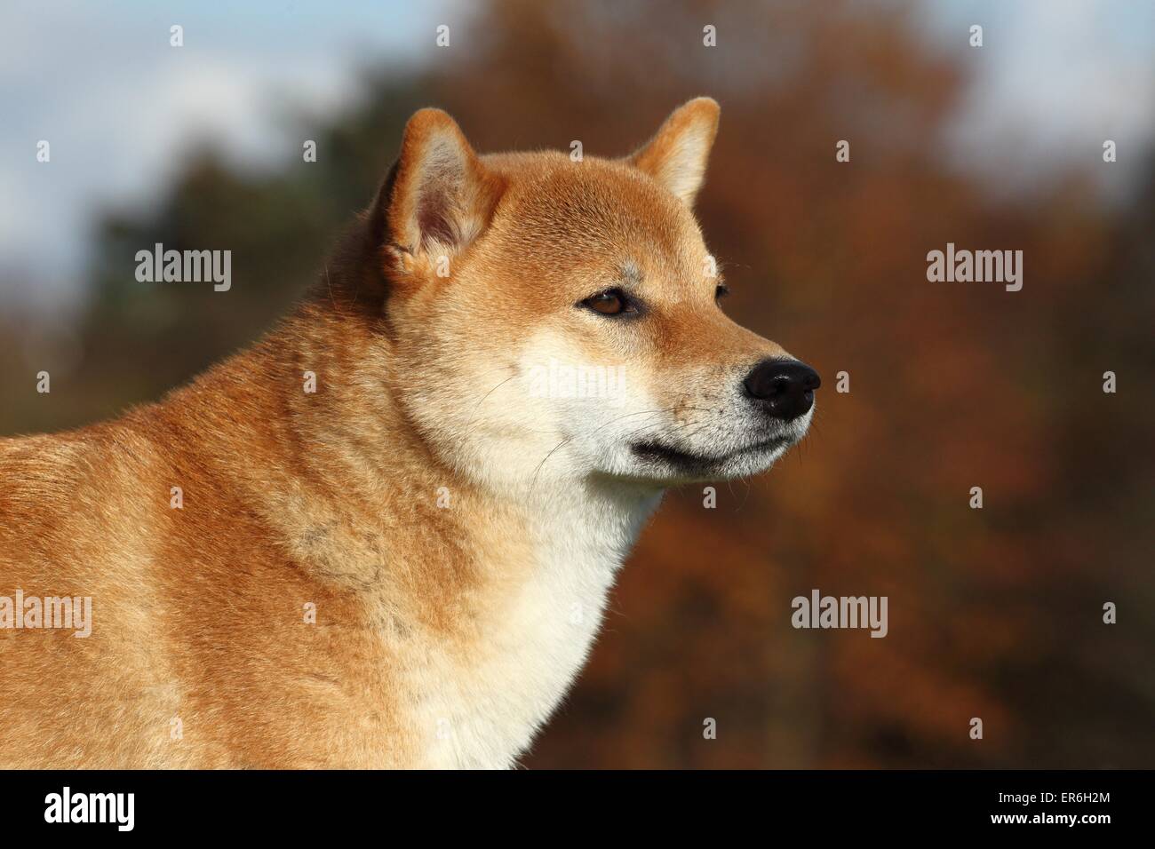 Shiba Inu Portrait Stock Photo - Alamy