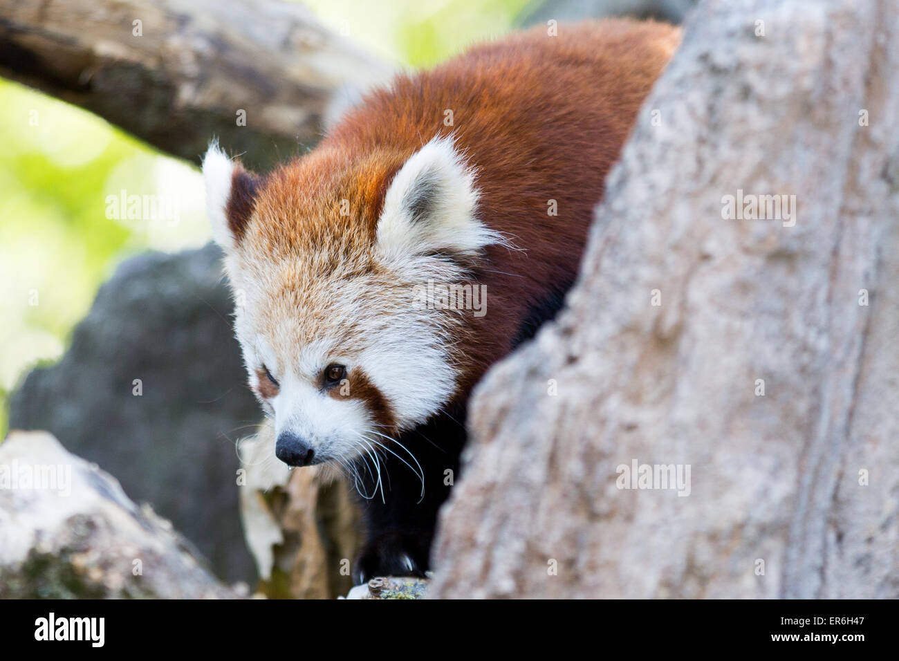 Cumiana, Italy. 27th May, 2015. A red panda puppy at Zoom Torino. There ...