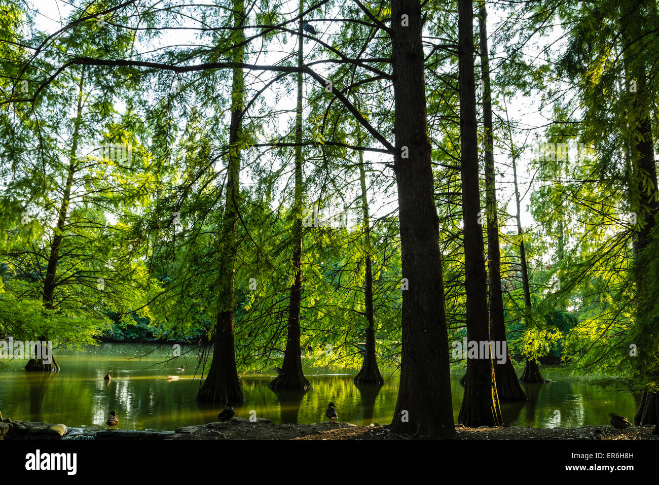 Green leaves trees growing in swamp water in city park Stock Photo - Alamy