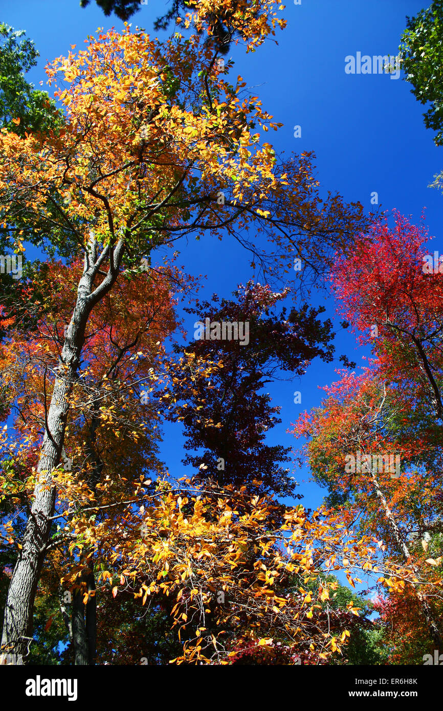 Towering Fall Trees Stock Photo - Alamy