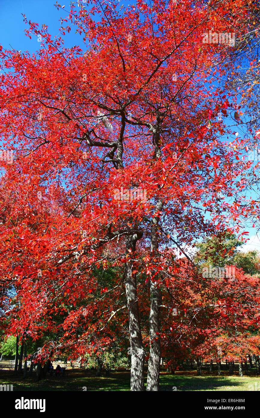 Bright Red Autumn Leaves Stock Photo - Alamy