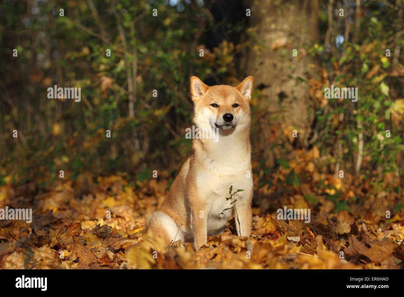 sitting Shiba Inu Stock Photo - Alamy