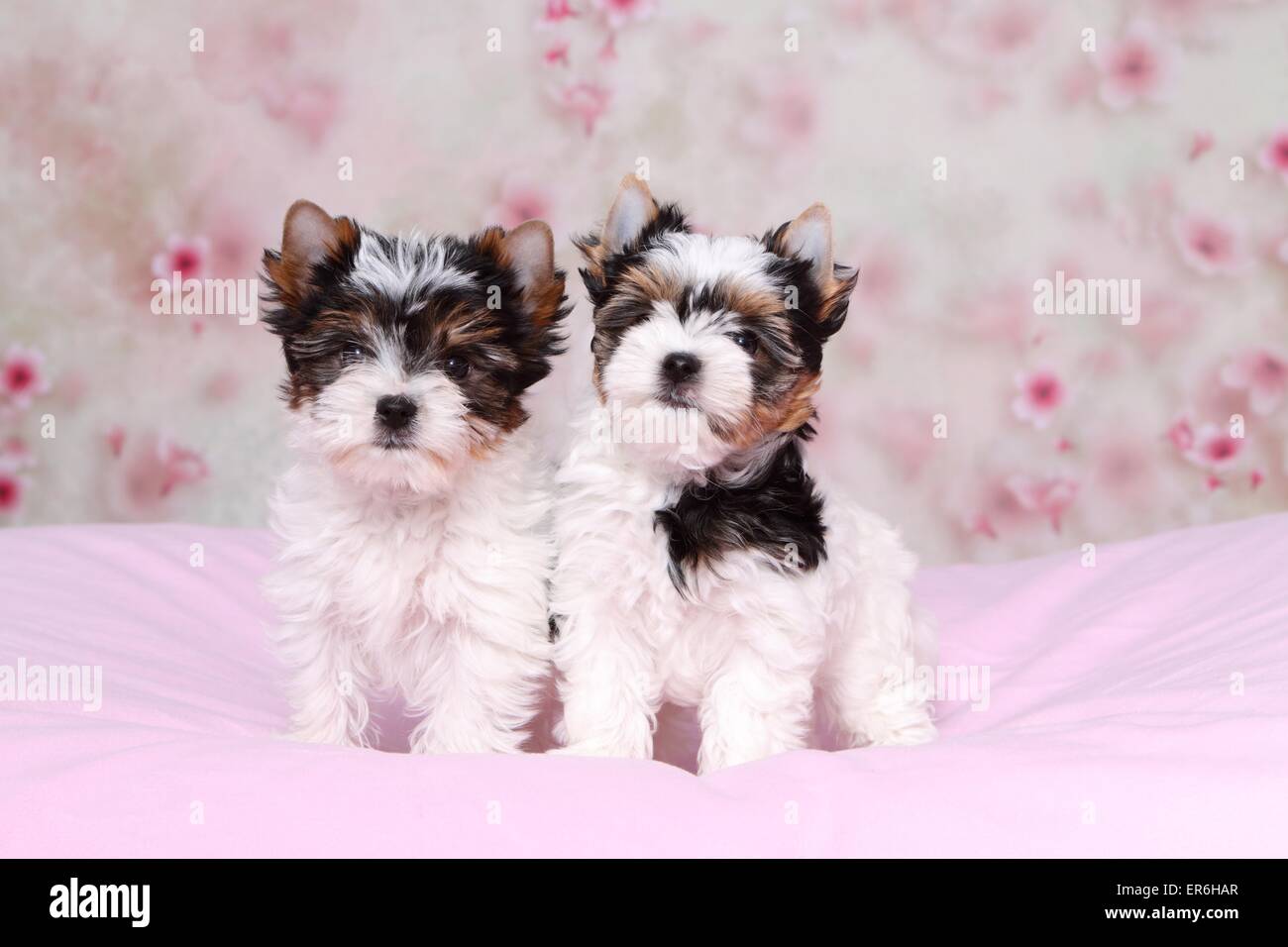 Biewer Terrier Puppies Stock Photo - Alamy