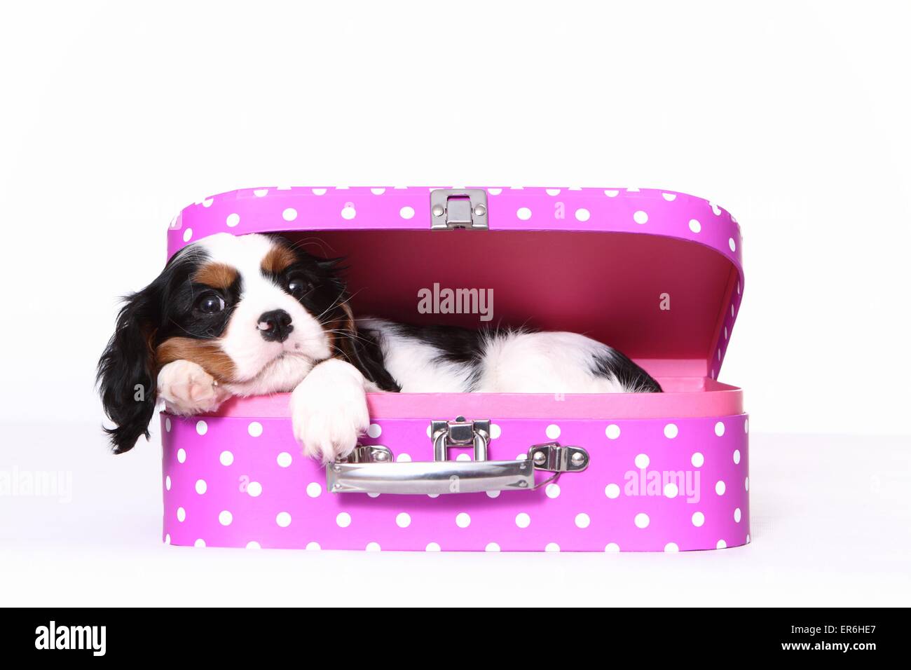 Cavalier king charles spaniël Cut Out Stock Images & Pictures - Alamy