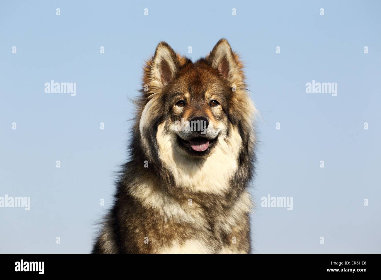Eurasian Dog Portrait Stock Photo - Alamy