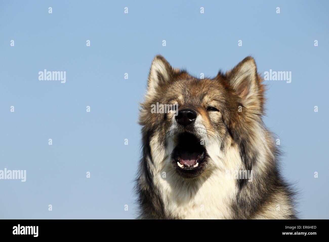Eurasian Dog Portrait Stock Photo - Alamy
