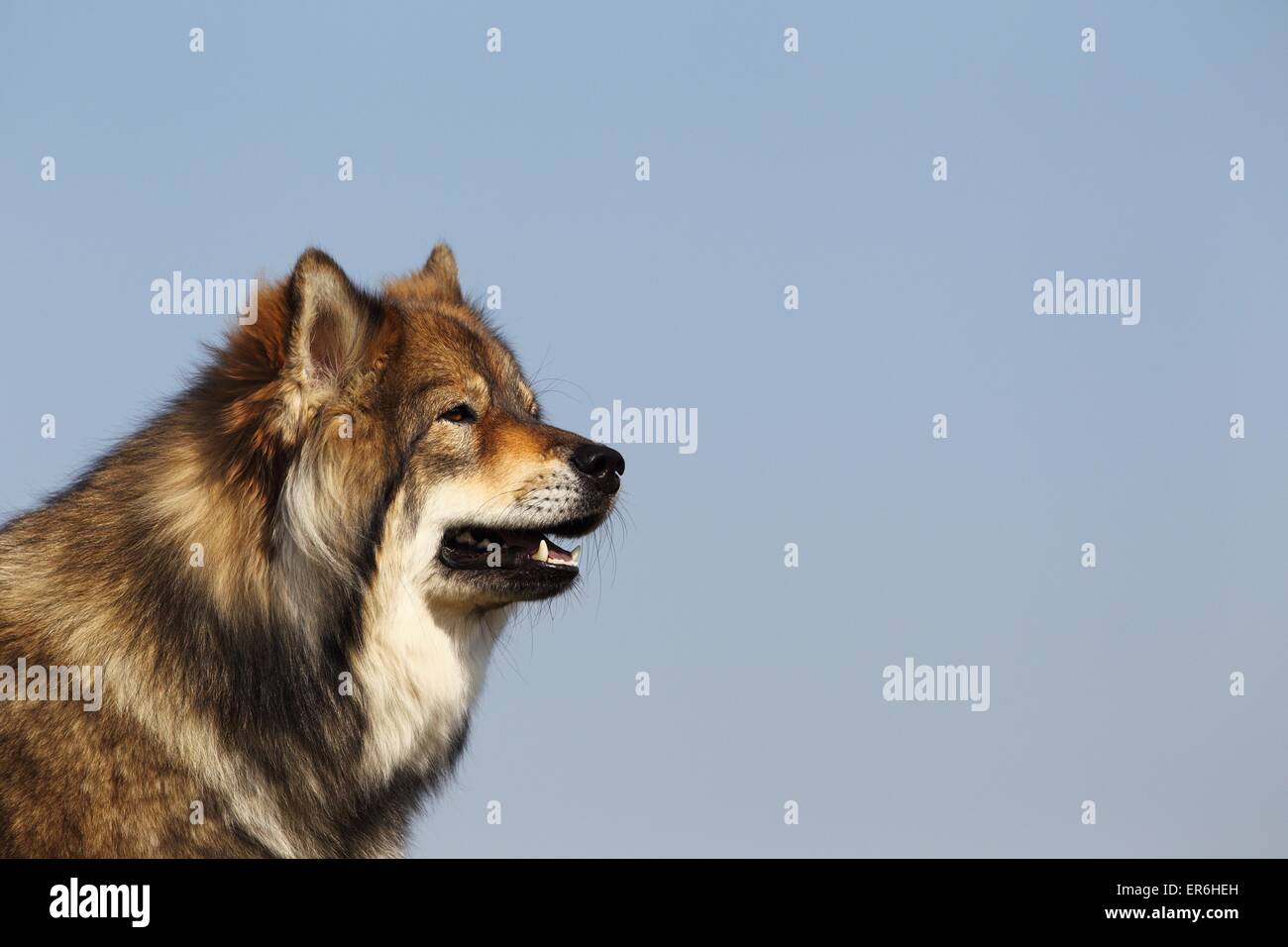 Eurasian Dog Portrait Stock Photo - Alamy