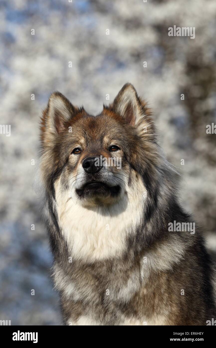 Eurasian Dog Portrait Stock Photo - Alamy