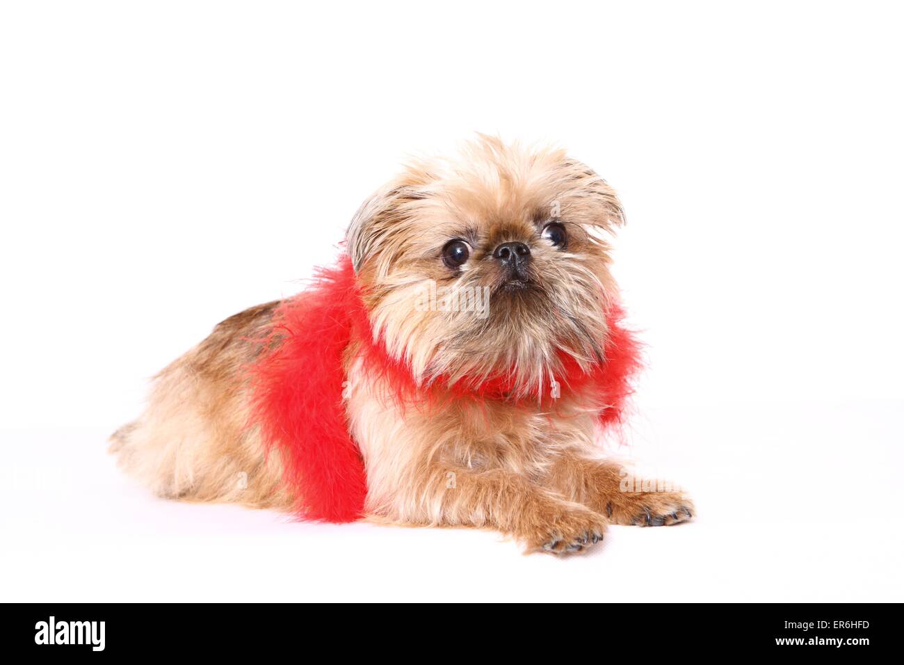 lying Brussels griffon Stock Photo - Alamy
