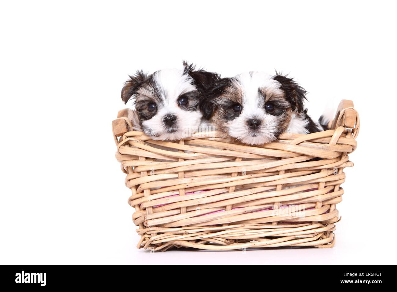 Maltese dog breed head Cut Out Stock Images & Pictures - Alamy