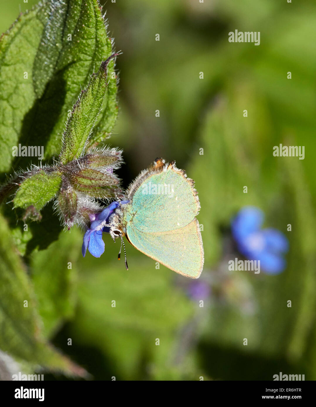 Green Hairstreak nectaring on Green Alkanet flower. Fairmile Common ...