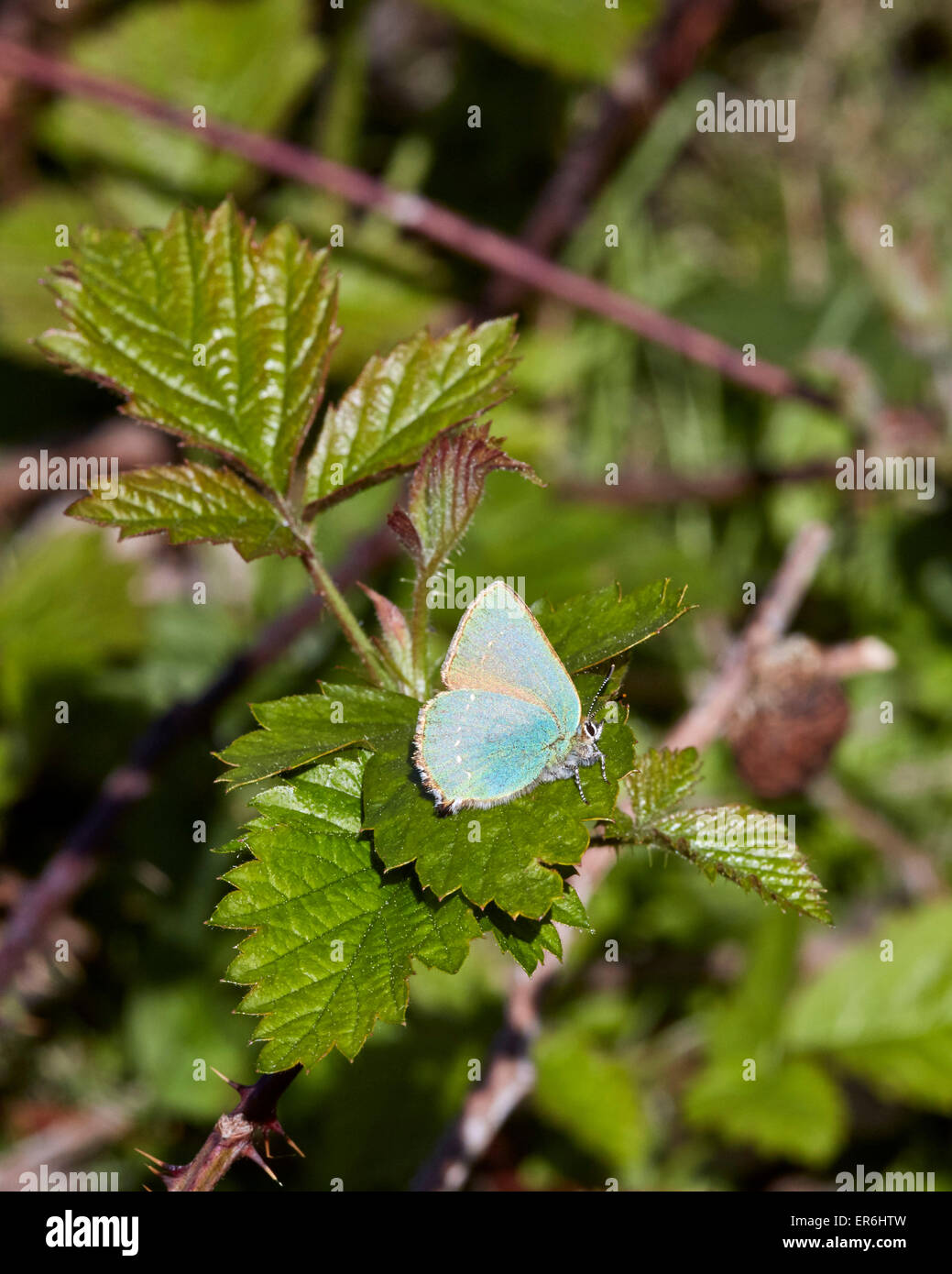 Green Hairstreak resting on bramble leaf. Fairmile Common, Esher ...