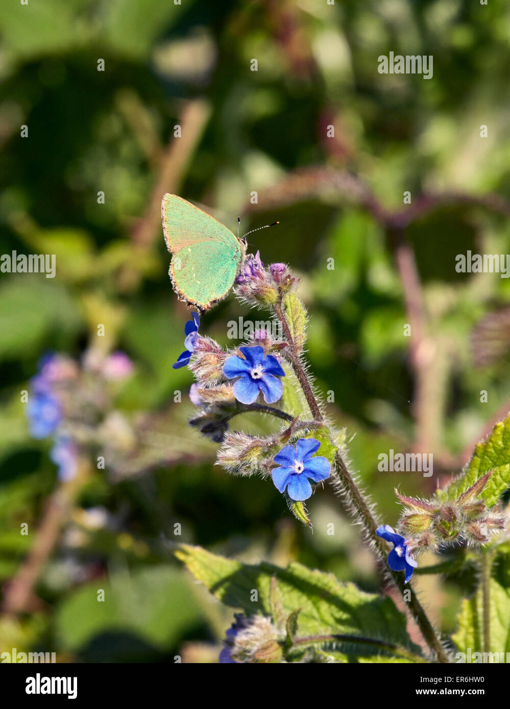 Green Hairstreak nectaring on Green Alkanet flower. Fairmile Common ...