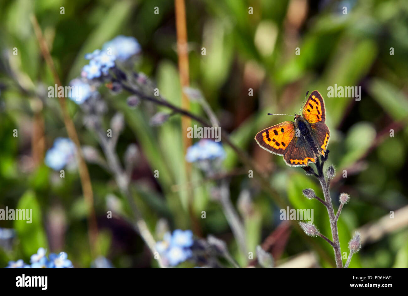 Small Copper on Forget-Me-Not flowers. Fairmile Common, Esher, Surrey ...