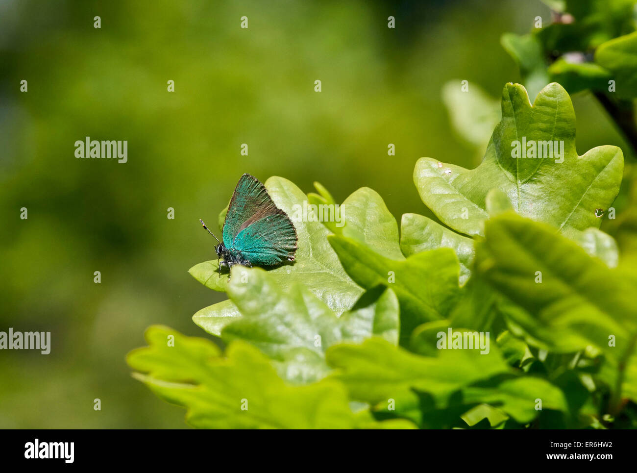 Fairmile cobham hi-res stock photography and images - Alamy