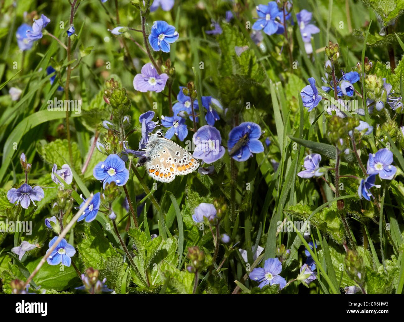 Germander speedwell flowers hi-res stock photography and images - Alamy