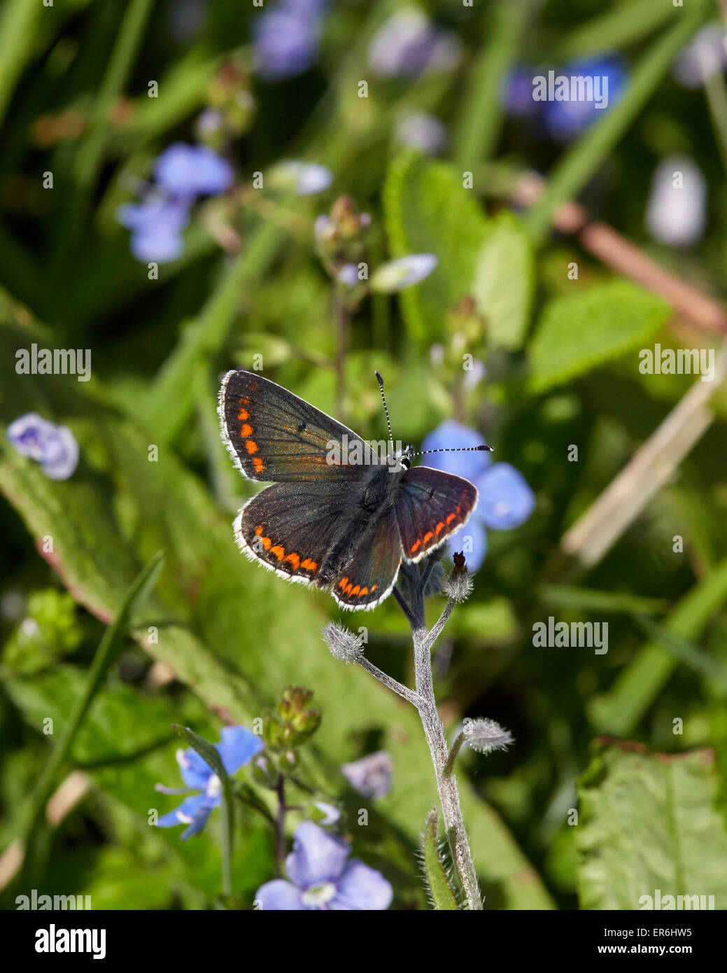 Fairmile cobham hi-res stock photography and images - Alamy