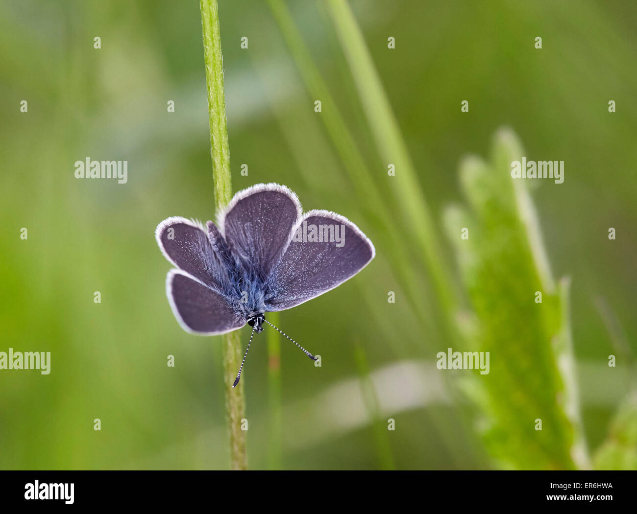 Small blue butterfly hi-res stock photography and images - Alamy