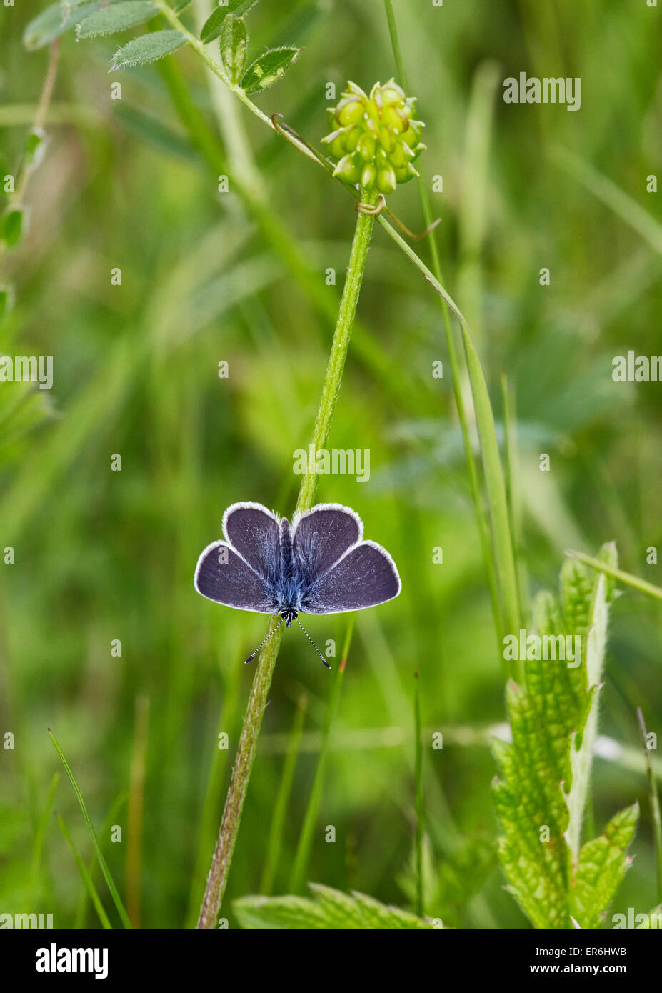 Small Blue butterfly perched on buttercup stalk. Howell Hill Nature ...