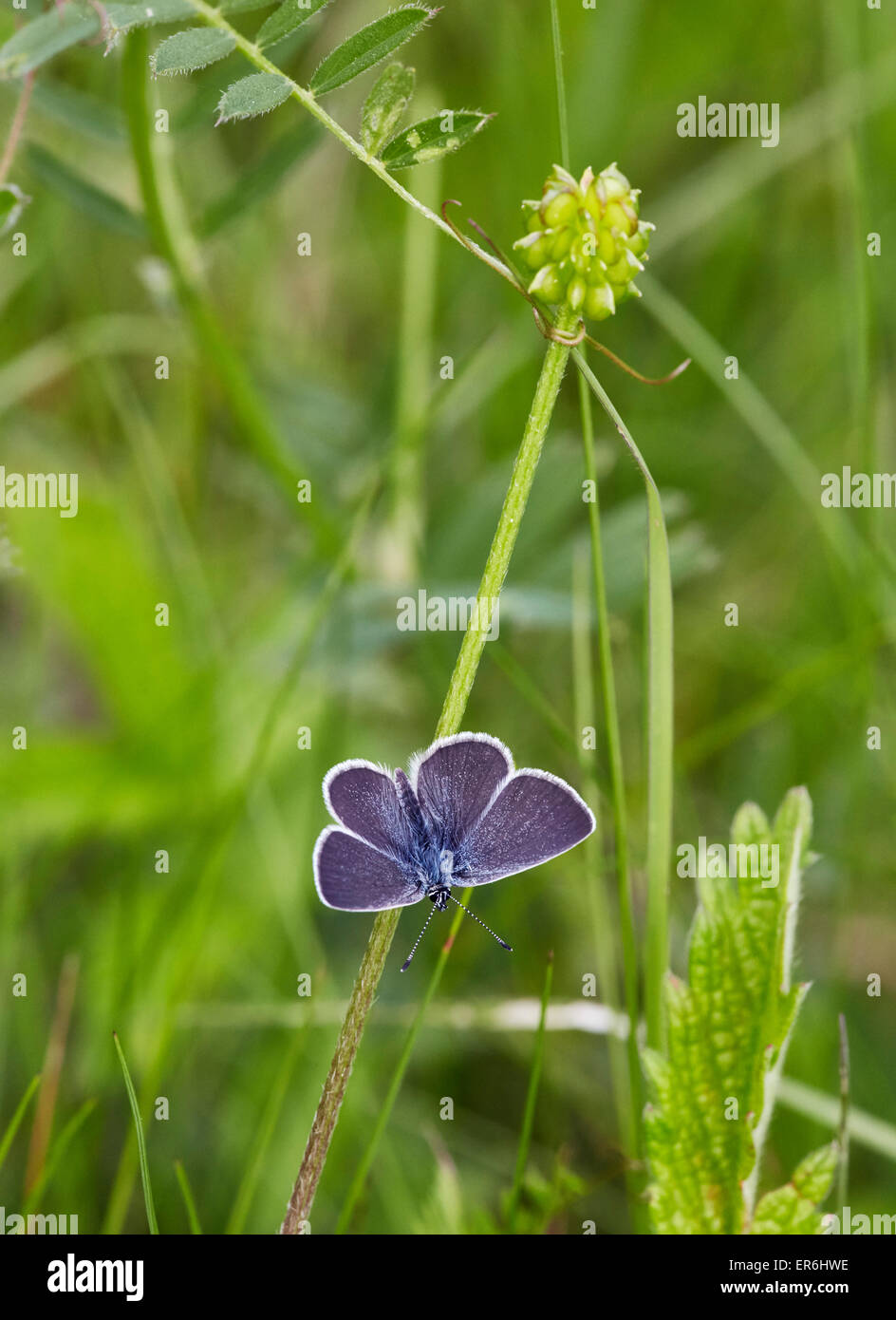 Small Blue butterfly perched on buttercup stalk. Howell Hill Nature ...