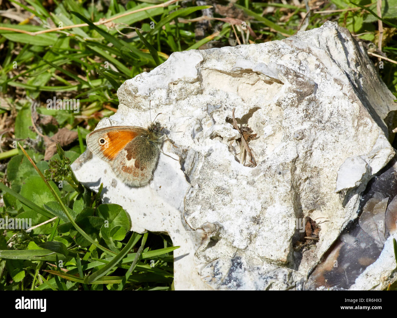 Small Heath sunning itself on a piece of chalk. Hutchinson's Bank ...
