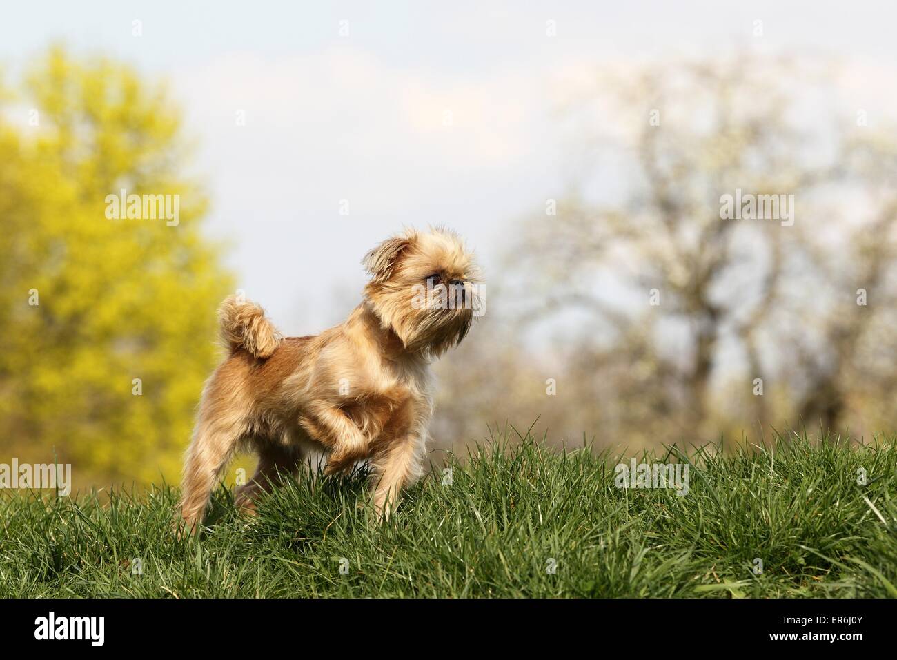 lying Brussels griffon Stock Photo - Alamy