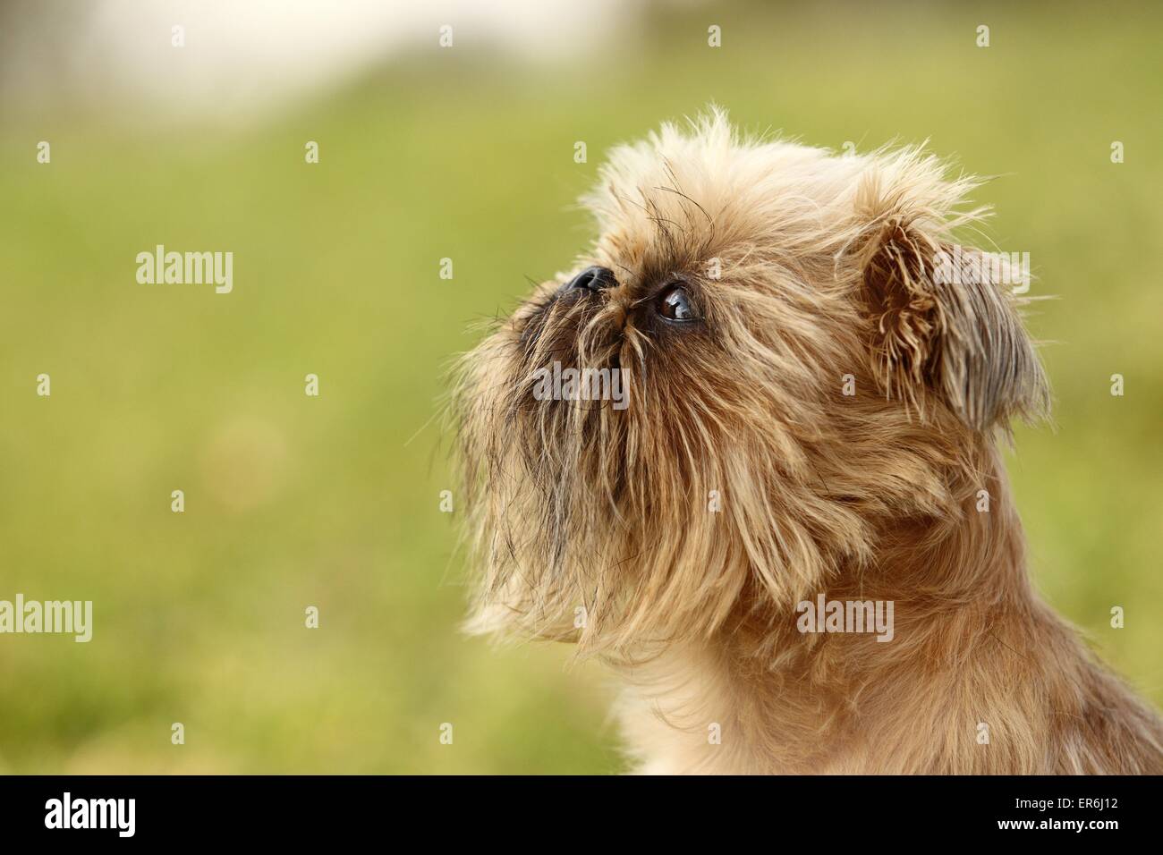 Brussels griffon portrait Stock Photo - Alamy