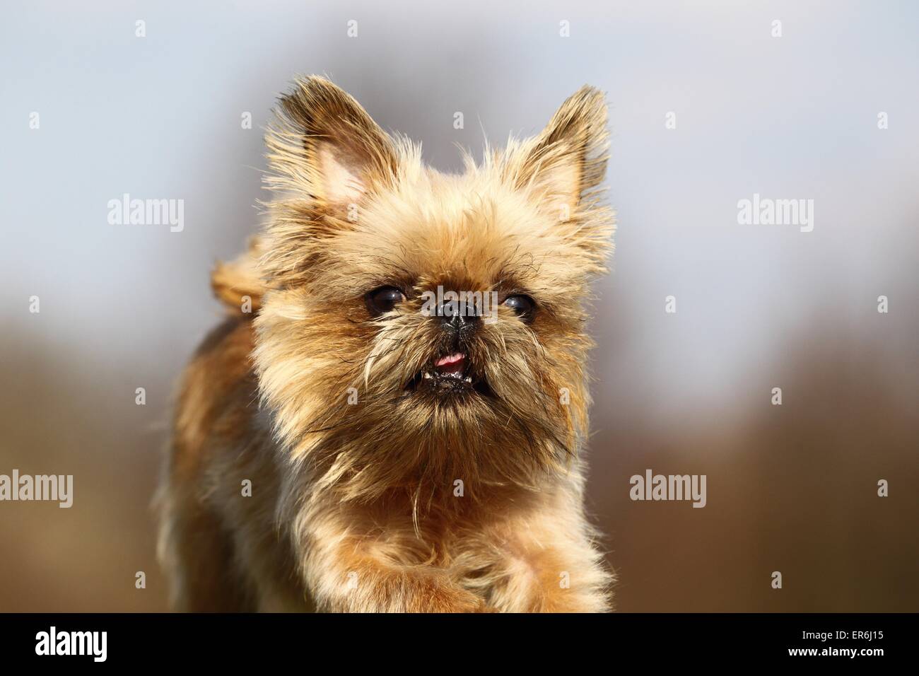 Brussels griffon portrait Stock Photo - Alamy