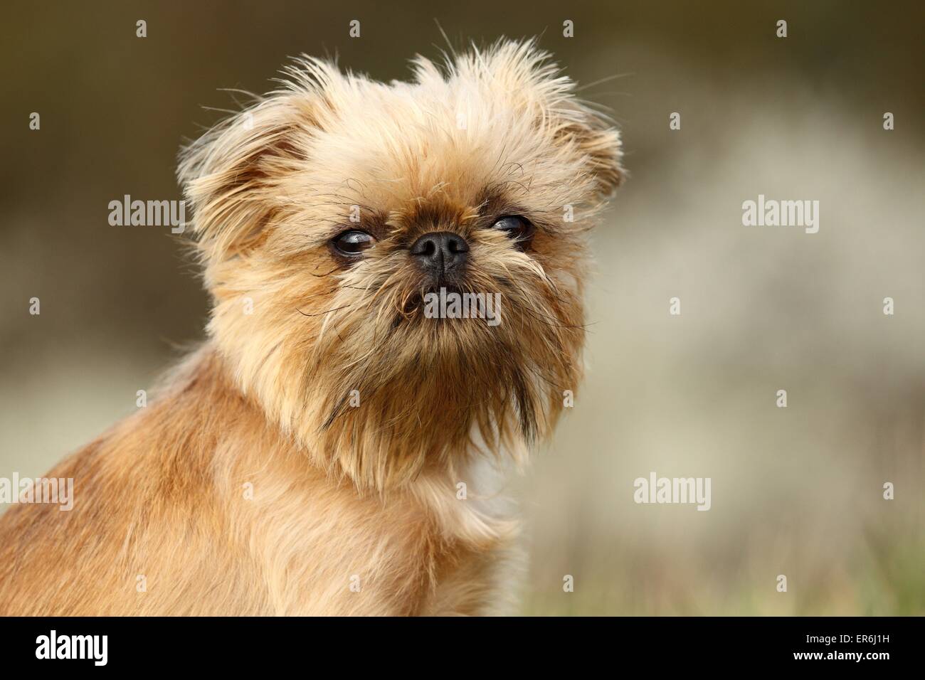 Brussels griffon portrait Stock Photo - Alamy