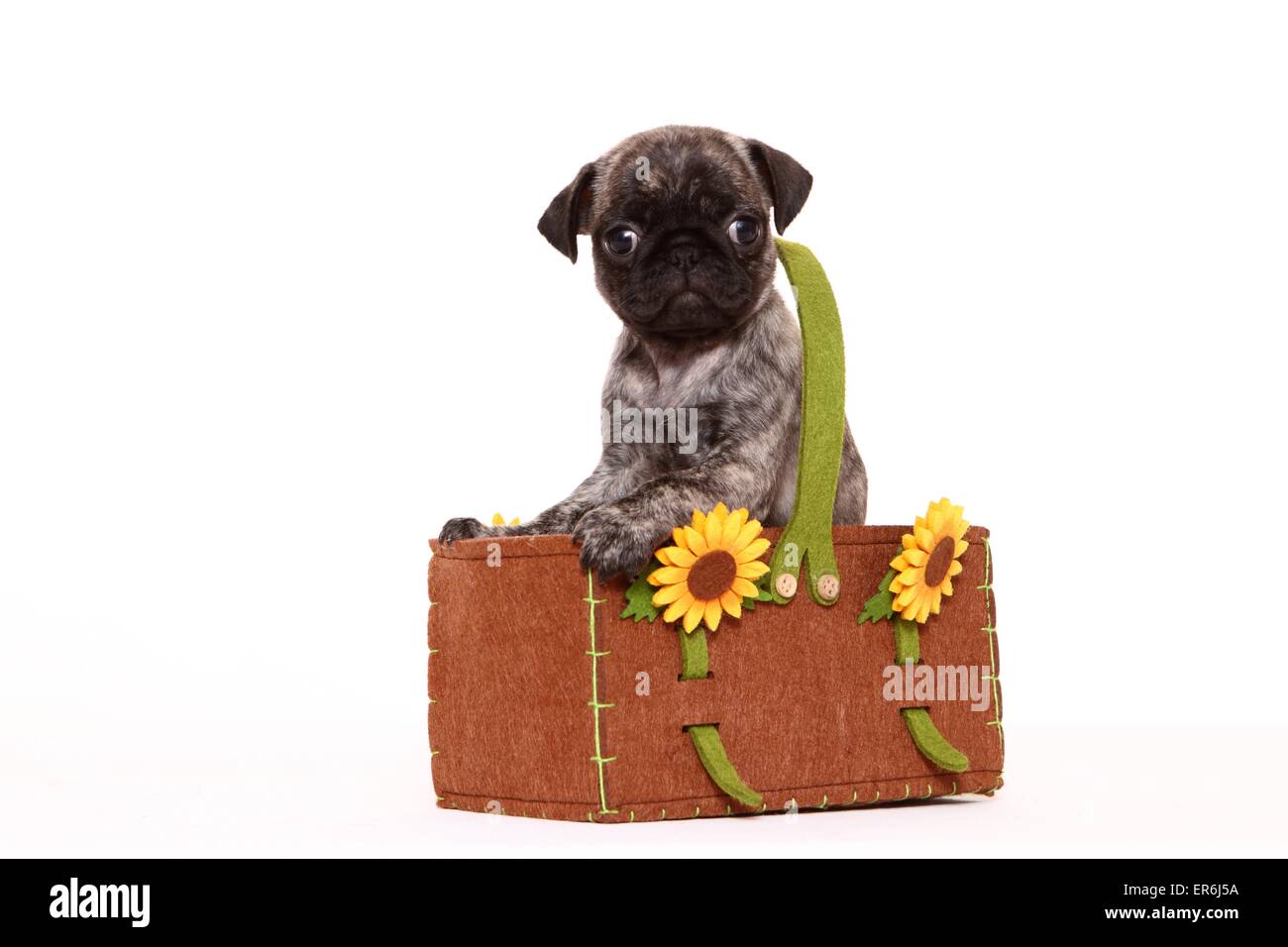 Brindled pug hi-res stock photography and images - Alamy