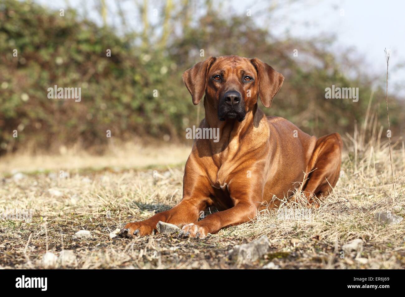 lying Rhodesian Ridgeback Stock Photo - Alamy