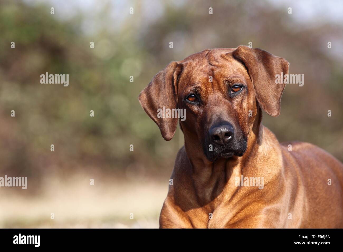 Rhodesian Ridgeback Portrait Stock Photo - Alamy