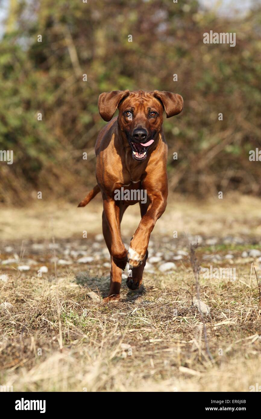 running Rhodesian Ridgeback Stock Photo - Alamy