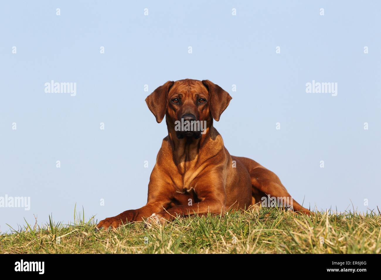 lying Rhodesian Ridgeback Stock Photo - Alamy