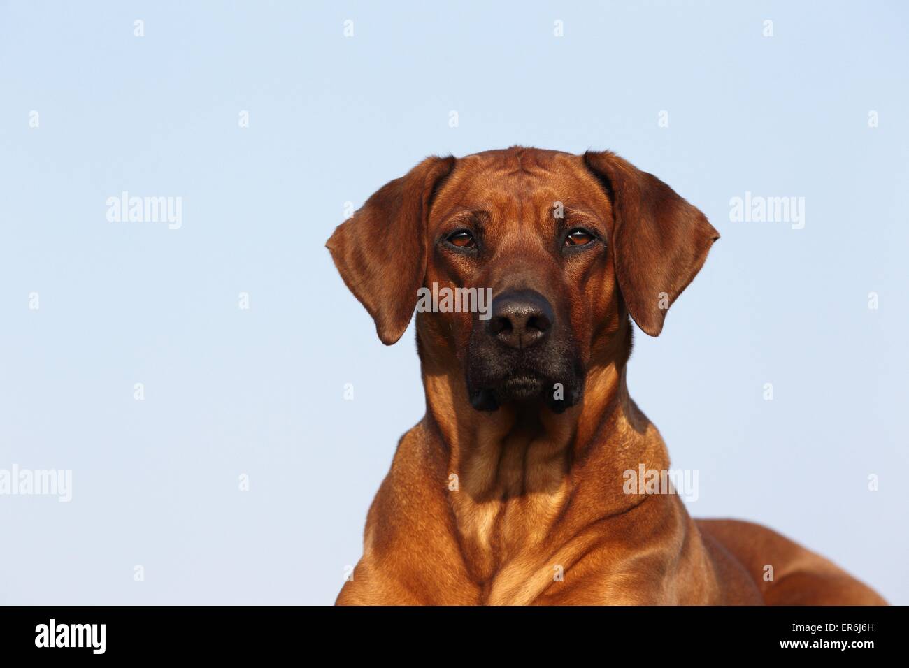 Rhodesian Ridgeback Portrait Stock Photo - Alamy