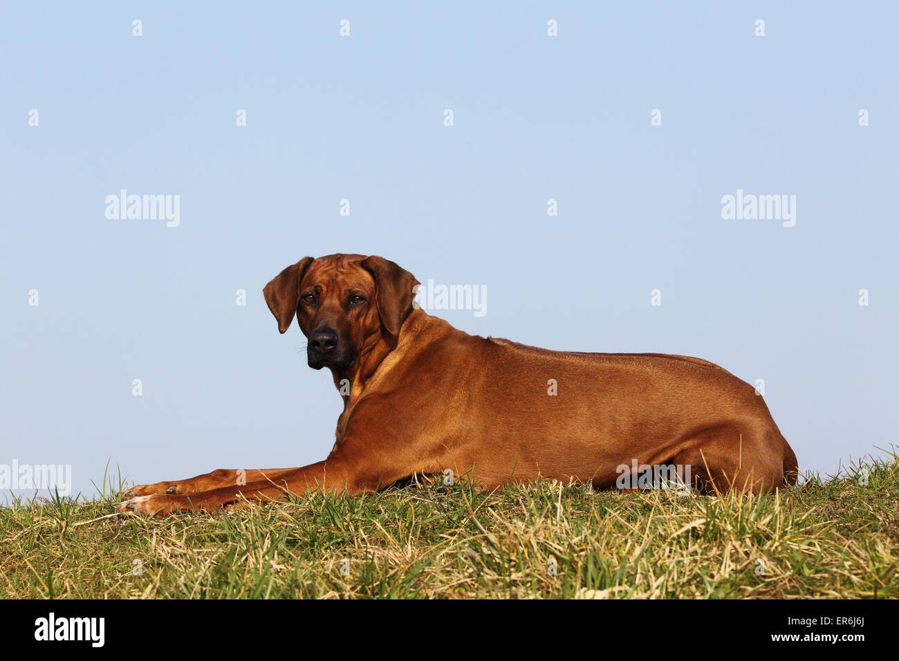 lying Rhodesian Ridgeback Stock Photo - Alamy