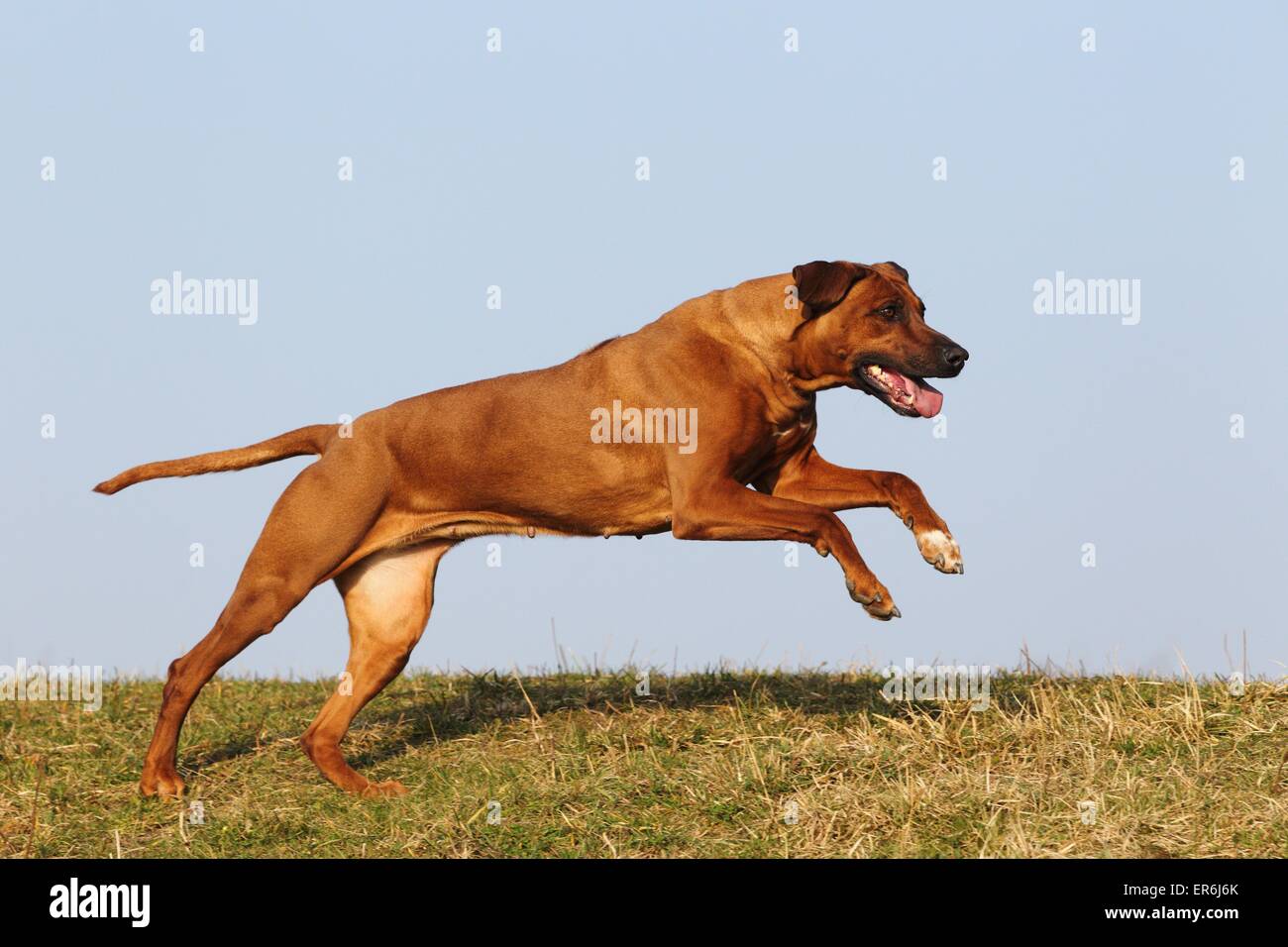 running Rhodesian Ridgeback Stock Photo - Alamy