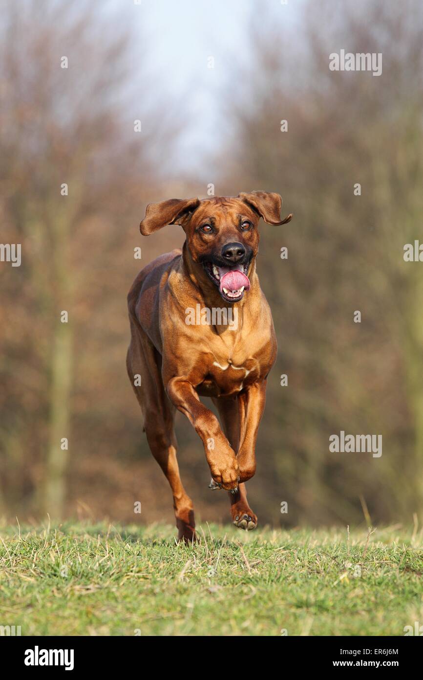 running Rhodesian Ridgeback Stock Photo - Alamy