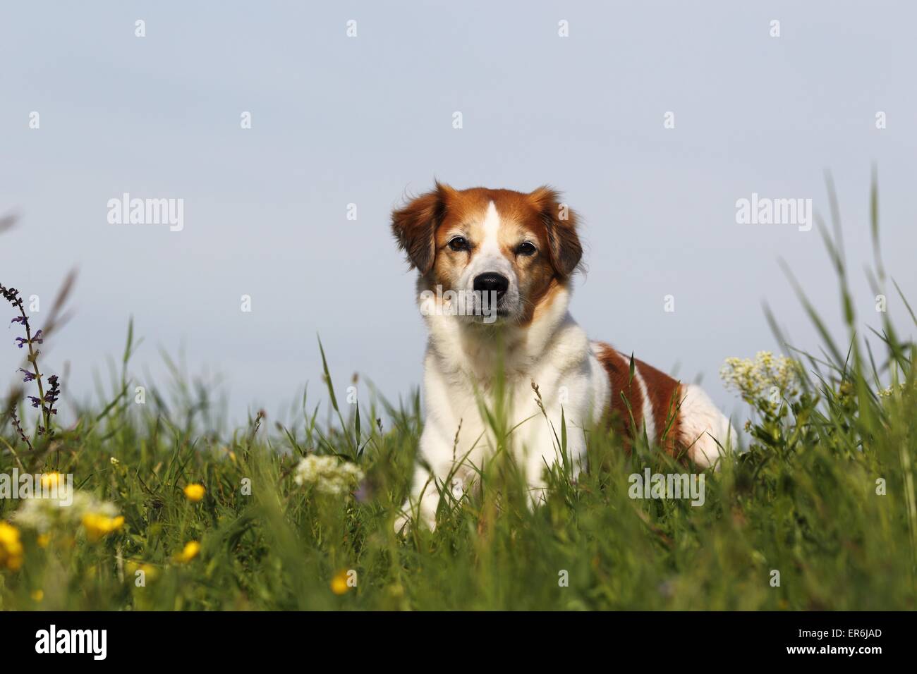 lying Krom dog Stock Photo - Alamy