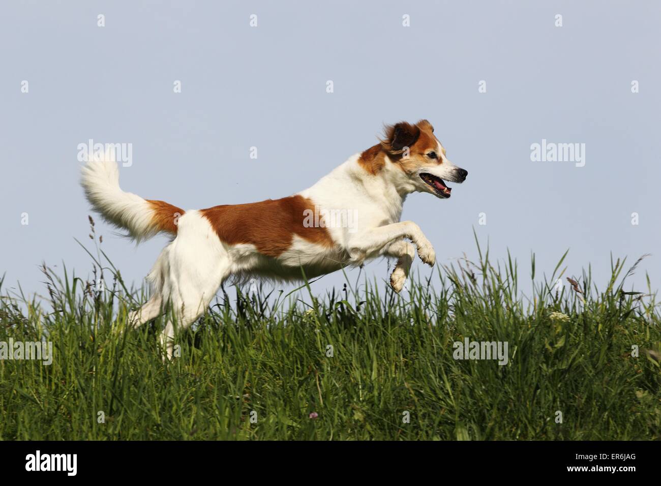 running Krom dog Stock Photo - Alamy