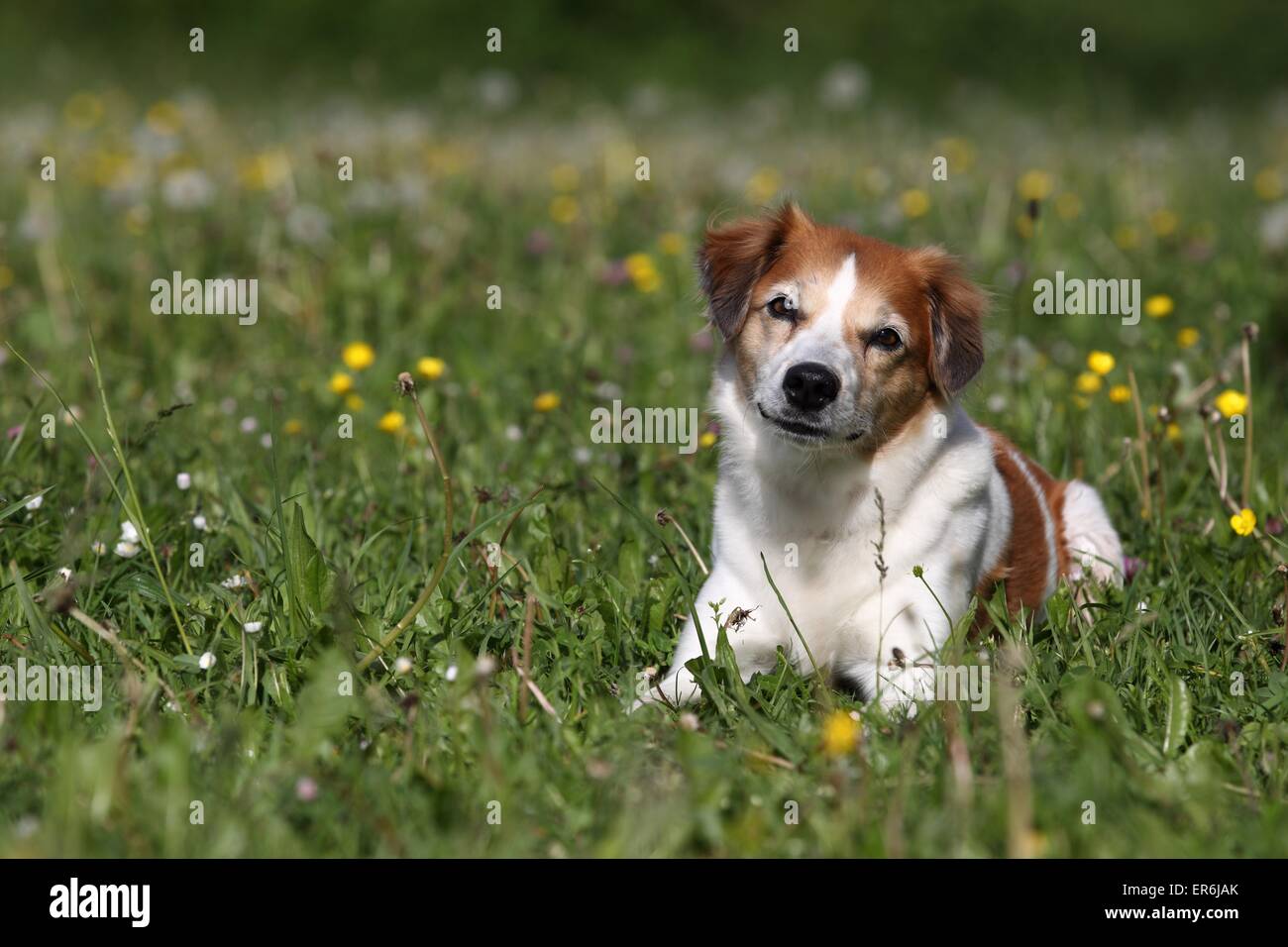 lying Krom dog Stock Photo - Alamy